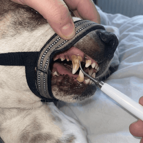 Canivet Kit - Silent Ultrasonic Plaque & Tartar Remover For Dogs